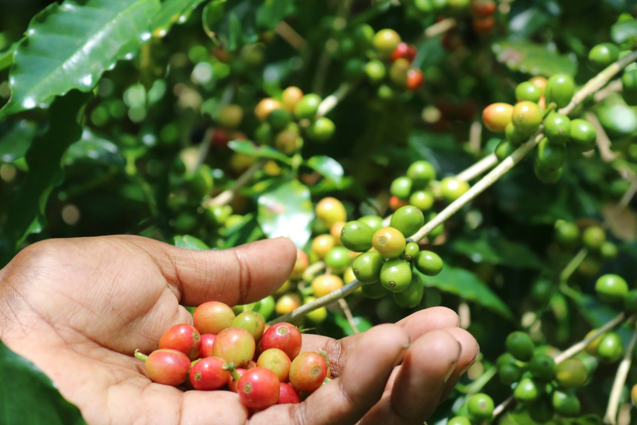 Interview: BULAVITY Corp.(Fiji coffee) - PIC - Pacific Islands Centre